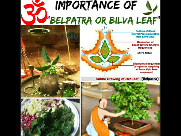 Importance of Worshipping A Bilwa Tree On A Monday - Boldsky.com