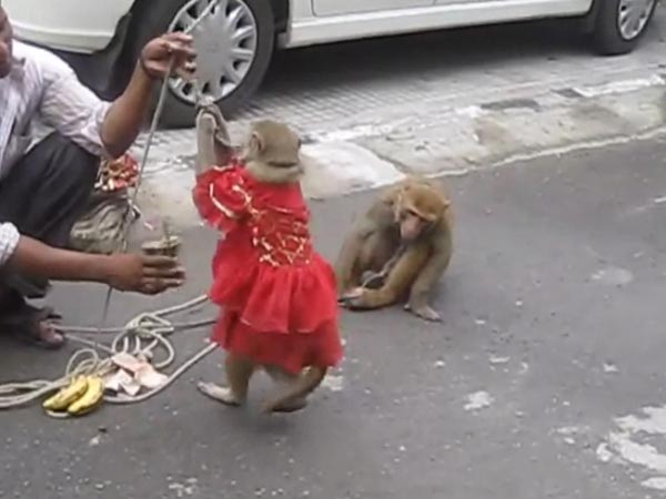 Dance Monkey