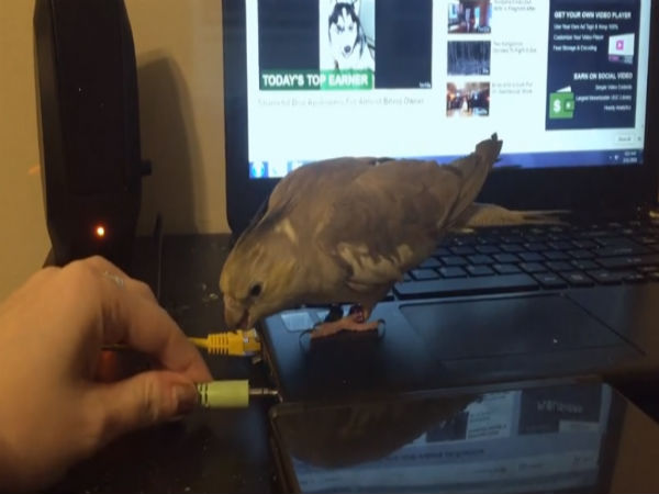 An Angry Bird Annoyed By Loud Music Unplugs Speakers - Boldsky.com