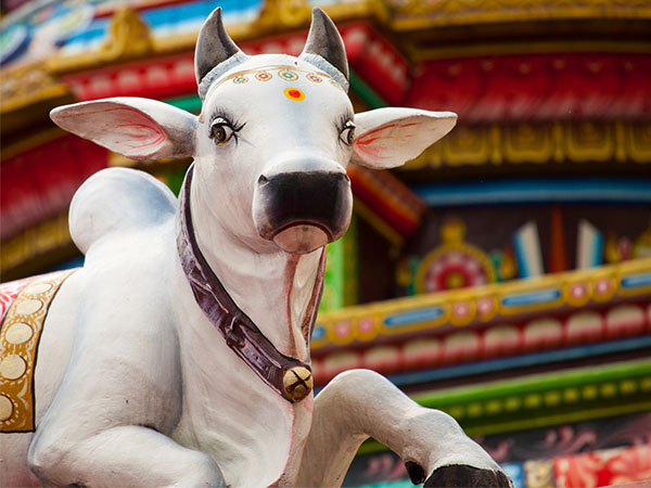 Bahula Chaturthi 2018: Bahula Chauth, Vrat Katha And Significance ...