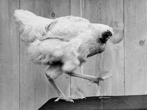 Everything That You Need To Know About The Headless Chicken - Boldsky.com
