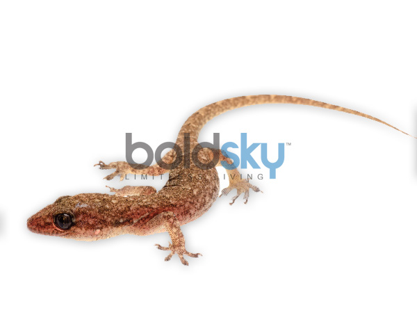 Lizard Falling On Body Interesting Predictions Based On Shakuni Shastra ...