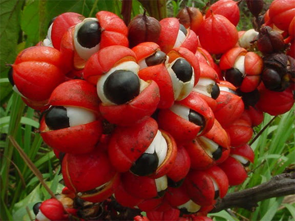 Guarana: Nutritional Value, Benefits, How To Use And Precautions ...