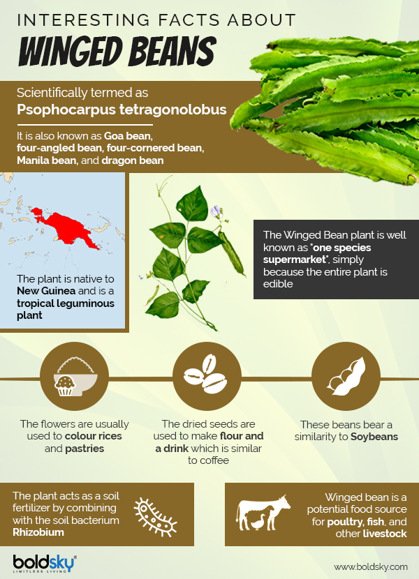 Winged Beans: 18 Health Benefits Of The Nutrient-rich Legume - Boldsky.com