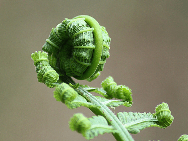 Fiddlehead Ferns: Types, Health Benefits & Risks - Boldsky.com