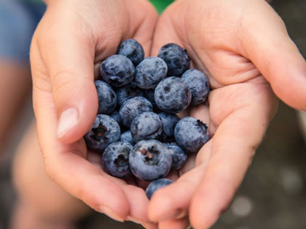 Blueberries: Benefits For Skin And Hair And How To Use - Boldsky.com