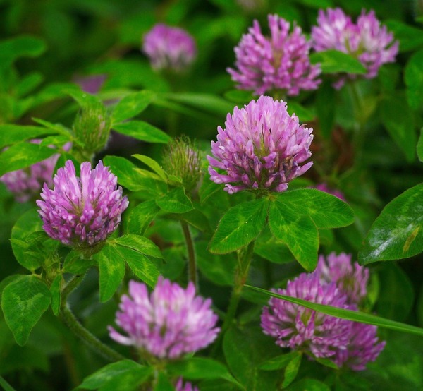 10 Proven Health Benefits Of The Ancient Root, Astragalus - Boldsky.com