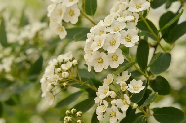 11 Lesser Known Health Benefits Of Hawthorn, The Heart Herb - Boldsky.com