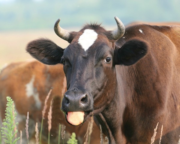 Cow Milk Vs Buffalo Milk Which Is Healthier