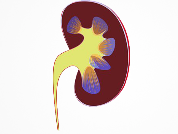 Hyperphosphatemia: Symptoms, Causes, Diagnosis And Treatment - Boldsky.com