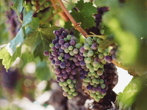 Grapes: Health Benefits, Risks & Ways To Eat - Boldsky.com
