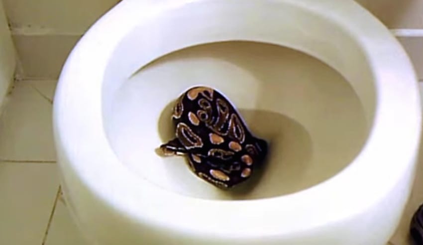 Animals that might show up in your toilet - Boldsky.com