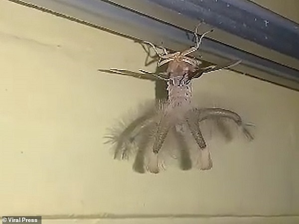 Scary bizarre 'alien-like' winged creature found - Boldsky.com