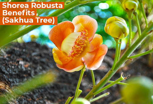 Shorea Robusta Or Sal Tree: Benefits, Uses, And Side Effects - Boldsky.com