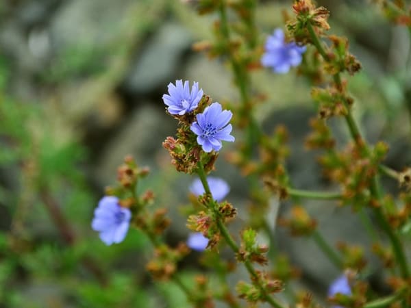 Fascinating Health Benefits Of Chicory You Must Know! - Boldsky.com