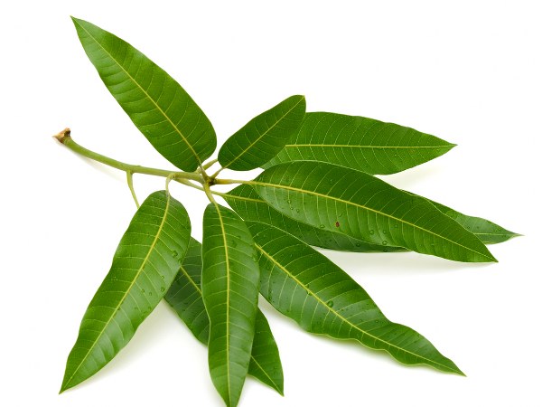 6 Astonishing Health Benefits Of Mango Leaves - Boldsky.com