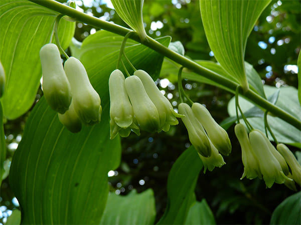 What Is Solomon's Seal? Its Benefits, Side Effects And Recipes ...