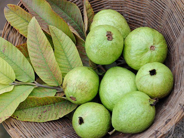8 Amazing Health Benefits Of Guava Leaves - Boldsky.com