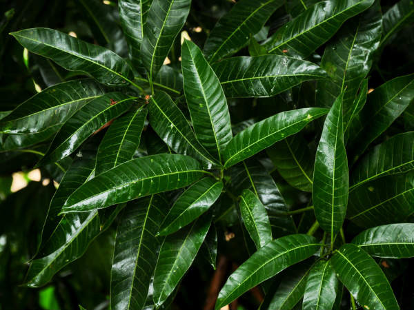 6 Astonishing Health Benefits Of Mango Leaves - Boldsky.com
