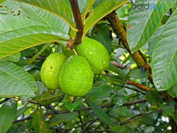 8 Amazing Health Benefits Of Guava Leaves - Boldsky.com