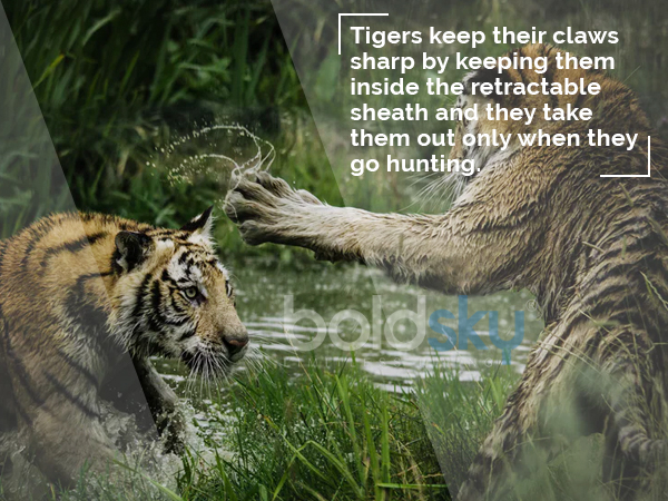 International Tiger Day 2021 : Facts That Will Inspire You To Protect ...
