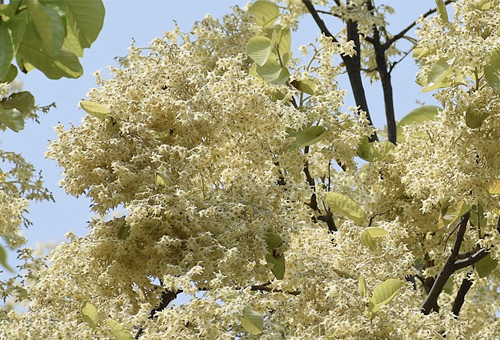 Shorea Robusta Or Sal Tree: Benefits, Uses, And Side Effects - Boldsky.com