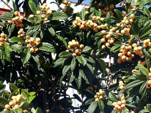 10 Nutritional Health Benefits Of Loquat - Boldsky.com