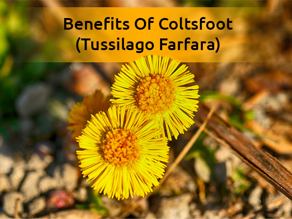 Coltsfoot (Tussilago Farfara): Health Benefits, Side Effects And ...