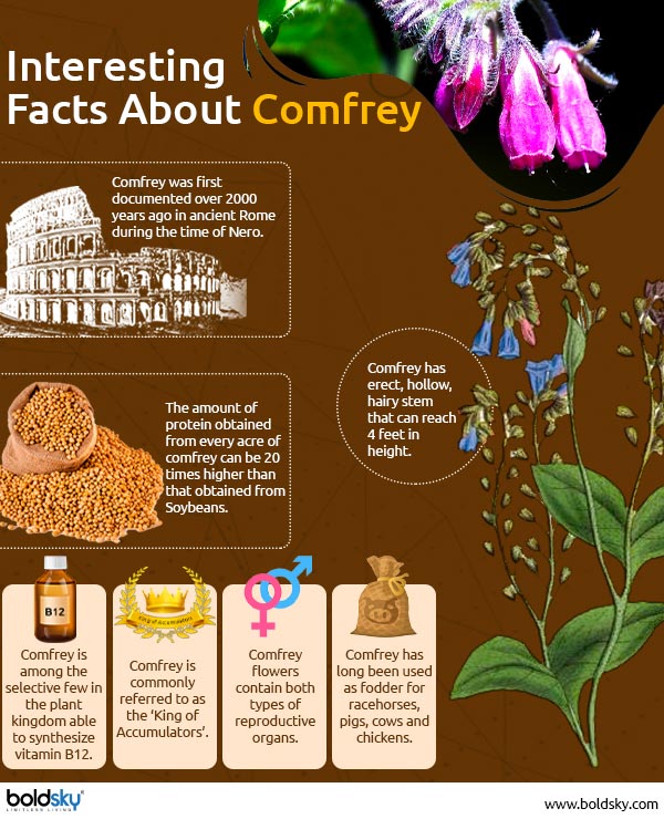 Comfrey: Health Benefits, Side Effects, Prevention And Drug Interaction ...