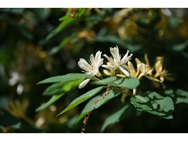6 Science-backed Health Benefits Of Honeysuckle, Uses And Side Effects ...