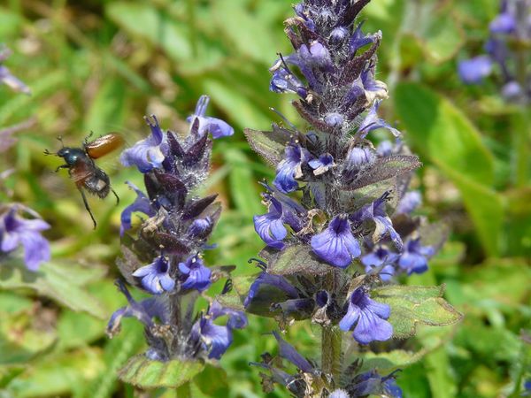 7 Science-backed Health Benefits And Side Effects Of Bugleweed ...