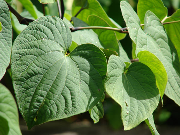 Kava: Health Benefits, Side Effects And How To Use - Boldsky.com