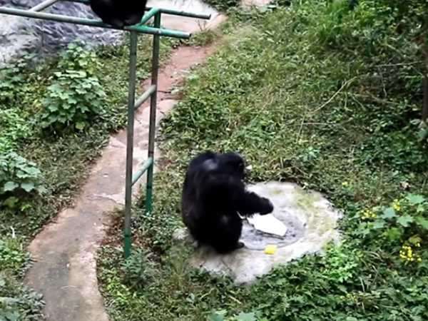 A Clever Chimpanzee Was Filmed Washing Clothes At A Zoo In China ...