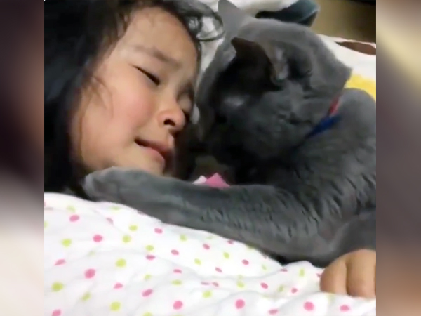 Viral: Cuteness Alert: Cat Consoling Crying Girl Is Worth To Watch ...