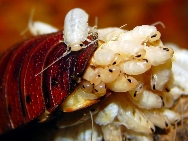 Cockroach Milk: The Superfood Of The Future - Boldsky.com