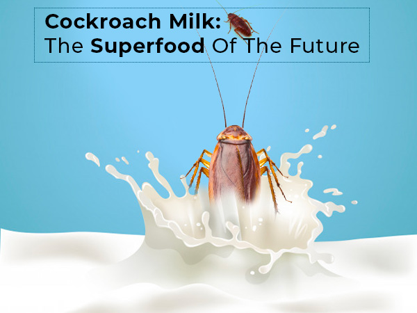 Cockroach Milk: The Superfood Of The Future - Boldsky.com