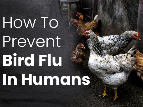 10 Tips On How To Prevent Bird Flu In Humans - Boldsky.com