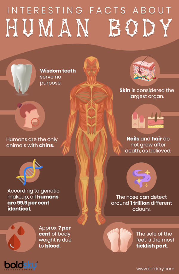 The Human Body Know About Anatomy Facts And Chemical Composition 