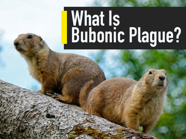 What Is Bubonic Plague: Signs And Symptoms, Causes, Treatment And ...