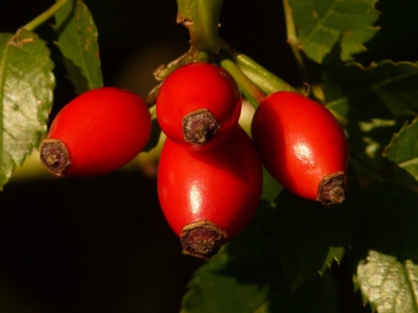 8 Amazing Health Benefits Of Rose Hip - Boldsky.com