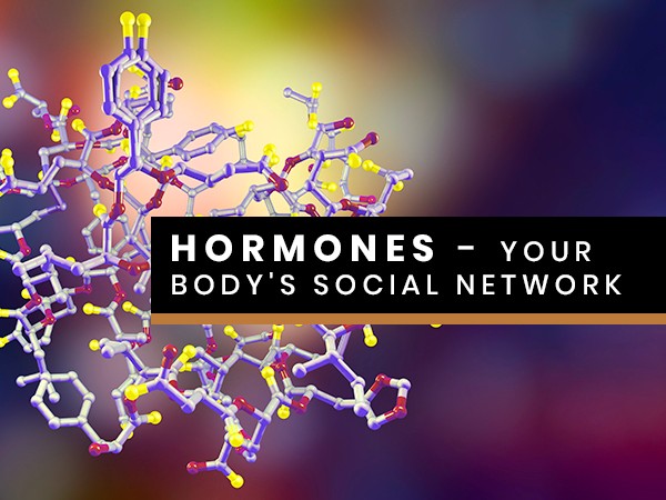 Hormones And Your Body: The Importance Of Your Body’s Networking System ...
