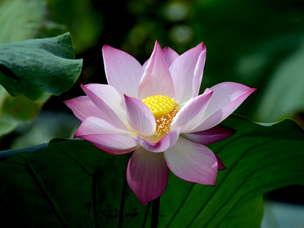 Navratri 2020: Flowers That You Can Offer To 9 Different Forms Of ...