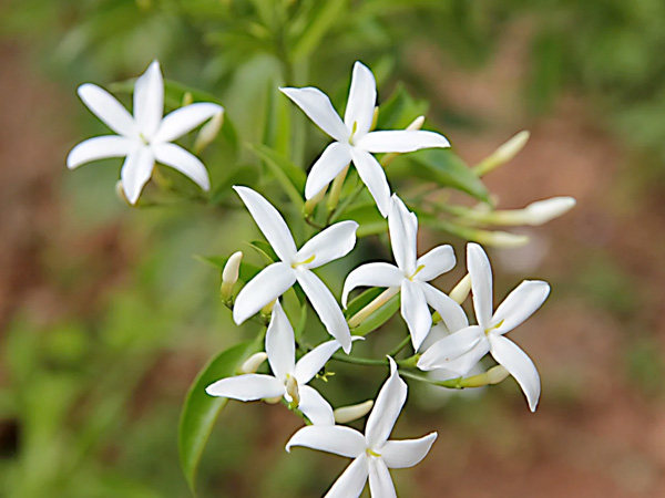 Navratri 2020: Flowers That You Can Offer To 9 Different Forms Of ...