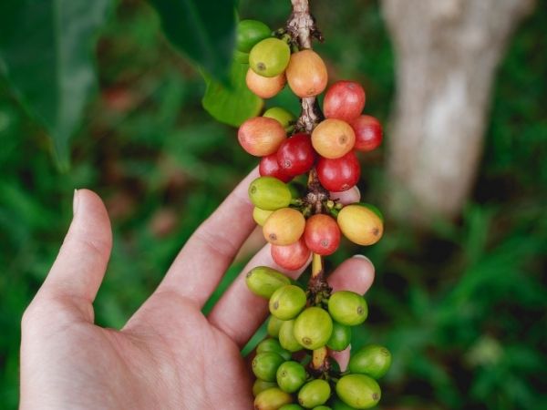What Is Coffee Fruit (Coffee Berry)? Its Health Benefits, Side Effects ...