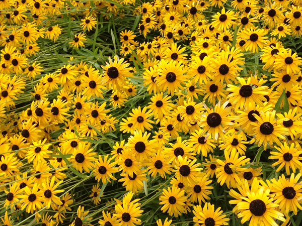 Navratri 2020: Flowers That You Can Offer To 9 Different Forms Of ...