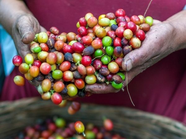 What Is Coffee Fruit (Coffee Berry)? Its Health Benefits, Side Effects ...