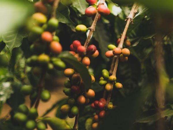 What Is Coffee Fruit (Coffee Berry)? Its Health Benefits, Side Effects ...