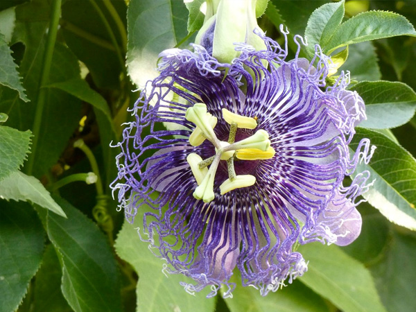 Navratri 2020: Flowers That You Can Offer To 9 Different Forms Of ...