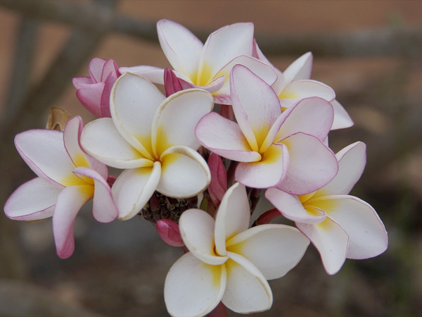 Navratri 2020: Flowers That You Can Offer To 9 Different Forms Of ...