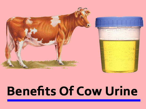 11 Benefits Of Cow Urine: A Study Based Approach - Boldsky.com